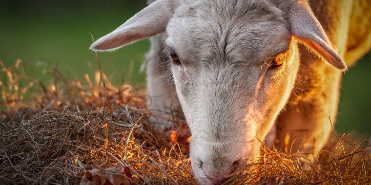 Join the Farm Animals Photo Contest and win Photography Bundle ...